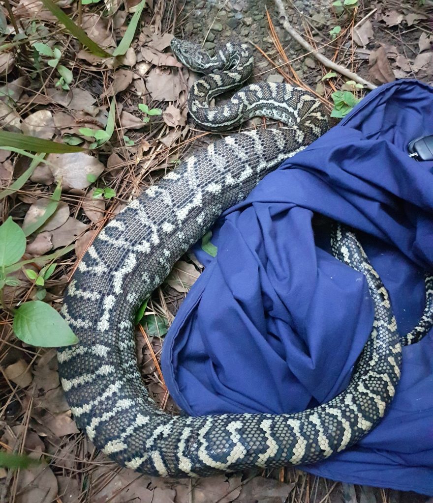 Caboolture Coast Snake Catcher - Sunshine Coast Snake Catchers 24/7
