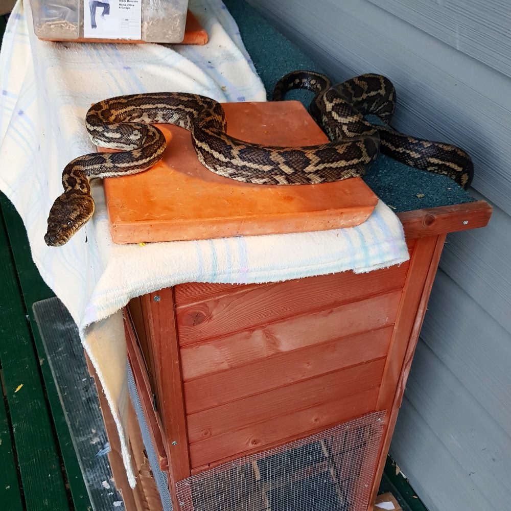 Sunshine Coast Snake Catchers 24/7 - Sunshine Coast Snake Removal