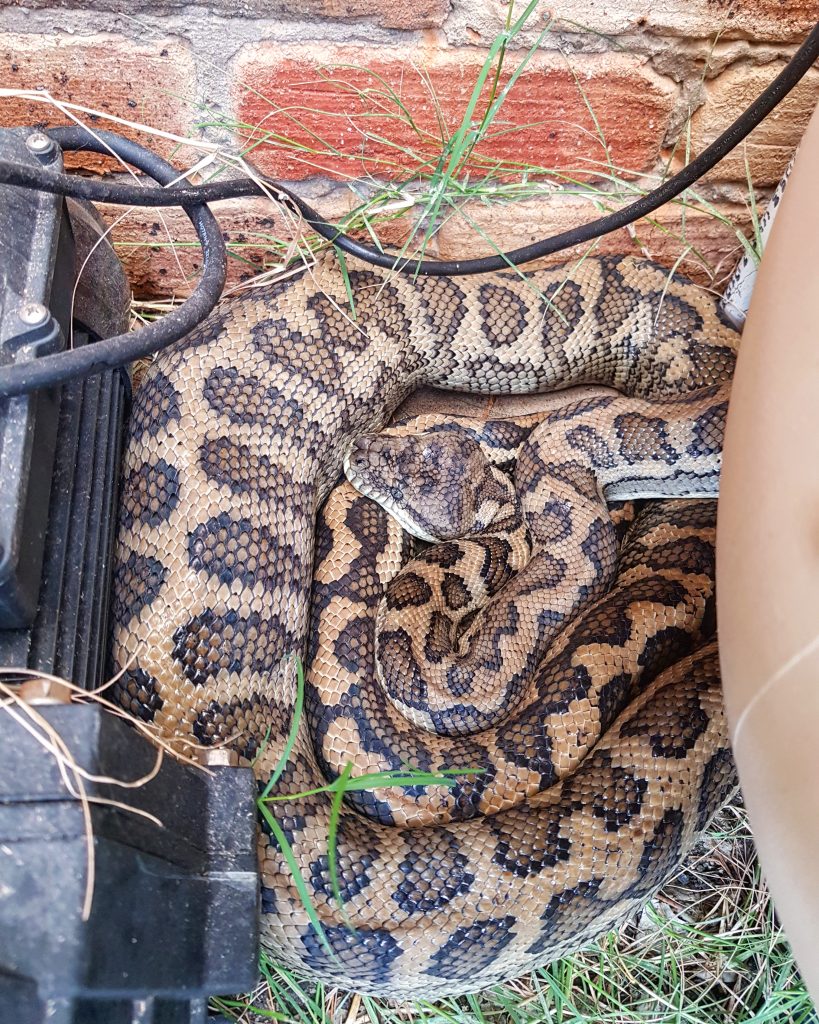 Sunshine Coast Snake Catchers 24/7 - Sunshine Coast Snake Removal
