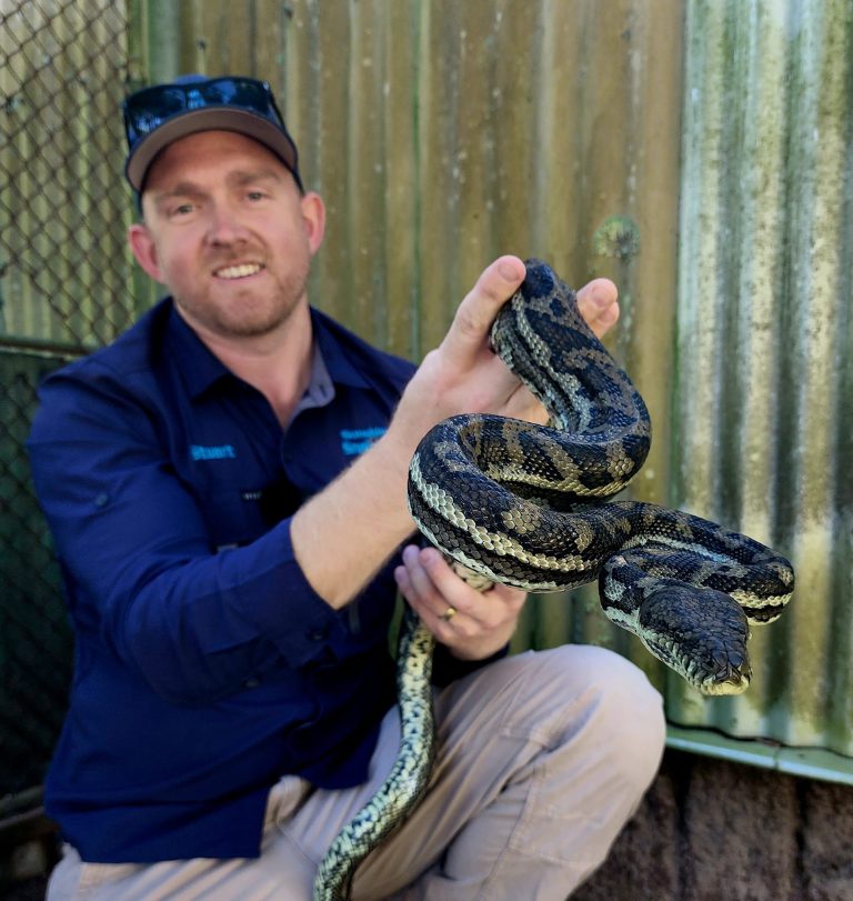 Sunshine Coast Snake Catchers 24/7 - Sunshine Coast Snake Removal